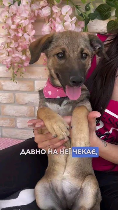 Жодного дзвіночка для Балу 💔 Подаруйте дівчинці люблячу сімʼю клубхвостики шортс собака