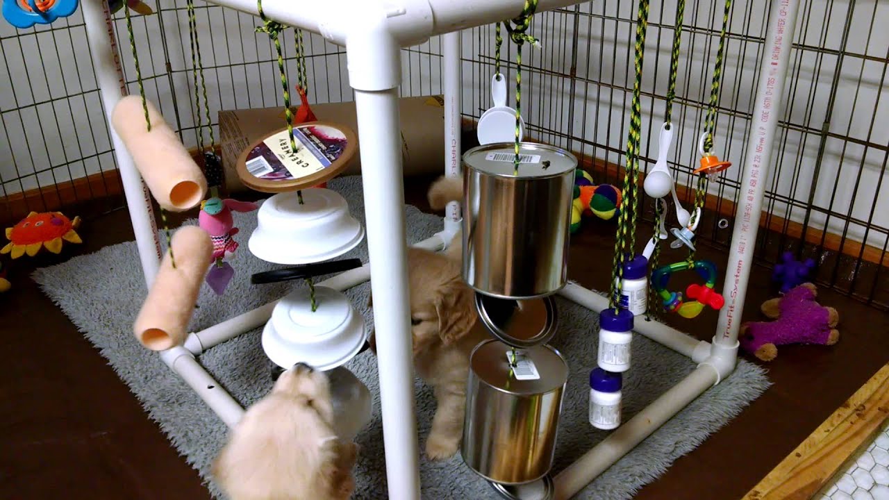 Golden retriever pups with their adventure box - YouTube