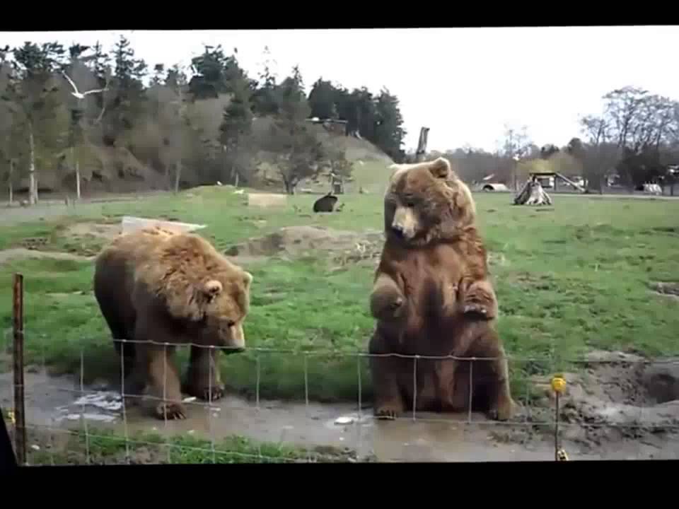 Vídeo divertido. Unos osos saludando - YouTube