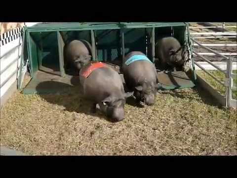Fat Pigs Running!! YOUは何しにフロリダへ? You wa nani shi ni Florida e? - My ...