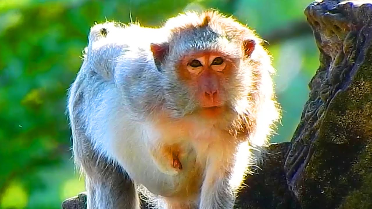 Congrats! Jade Monkey Will Give A New Born Baby Tomorrow Morning Very ...