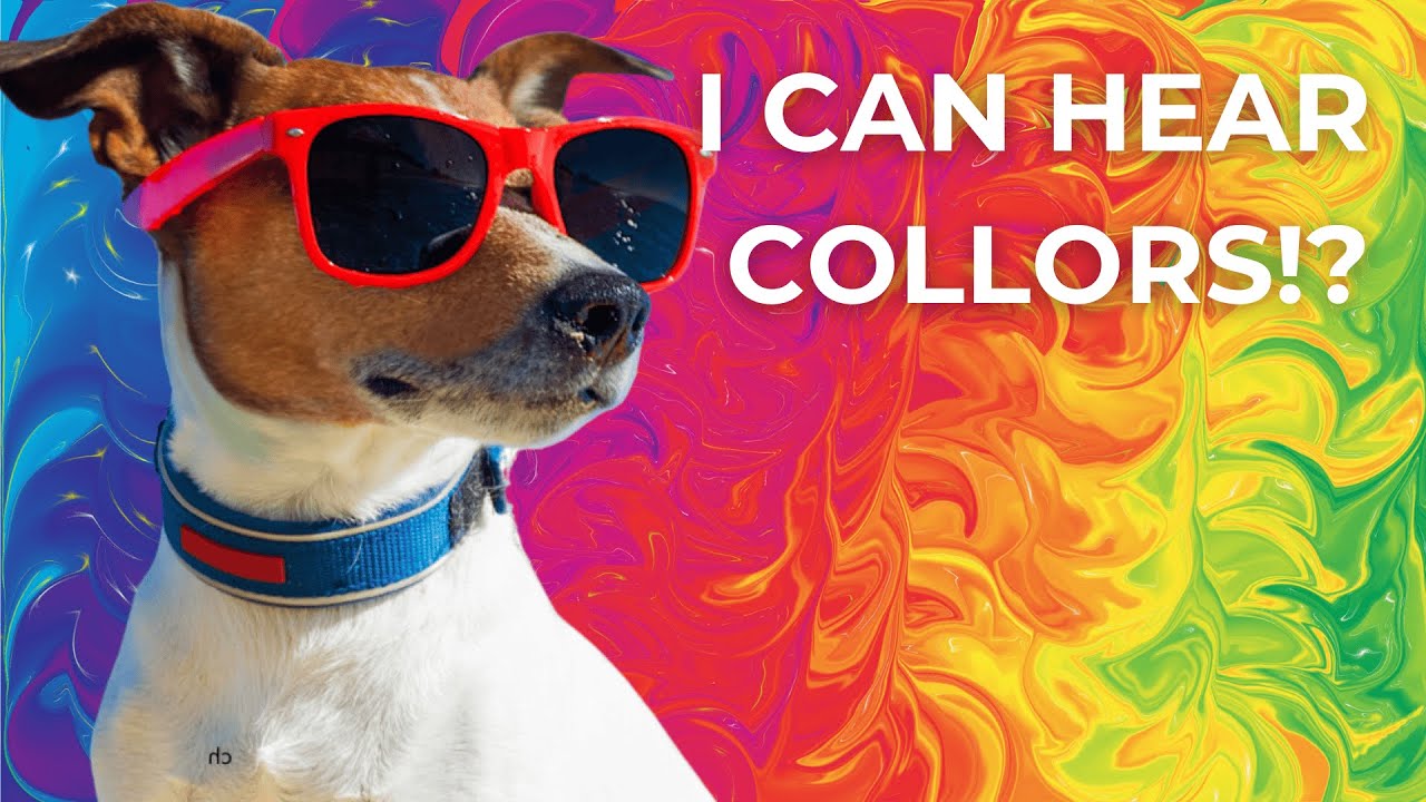 How Dogs See, Smell, and Hear the World: Secret Senses Revealed! - YouTube