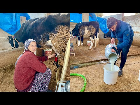 ANNEM HASTALANDI ~ KÖY İŞLERİ BİZDE İNEKLERİN SAĞIMI YENİ KUZULAR ~ Köy Belgeseli ASMR