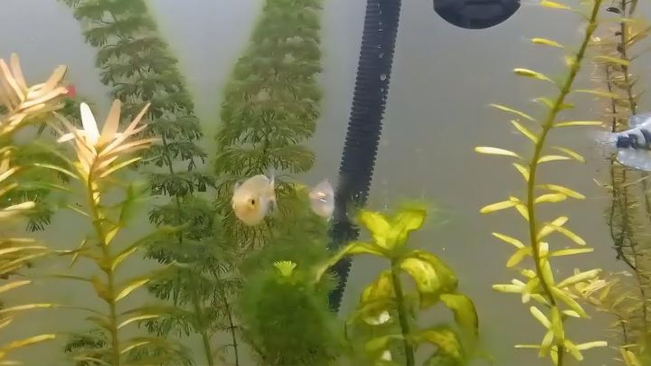 more new Fish for my community tank - YouTube