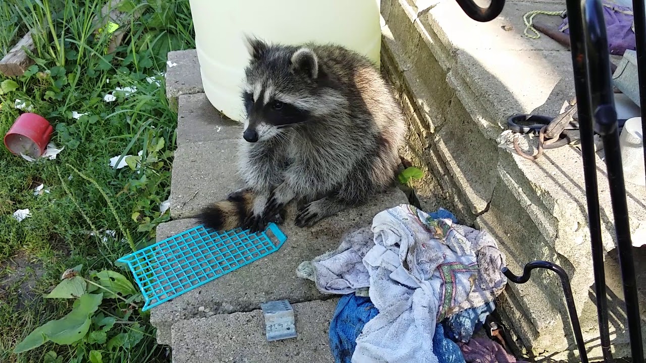 Raccoon rolling a Toad - YouTube