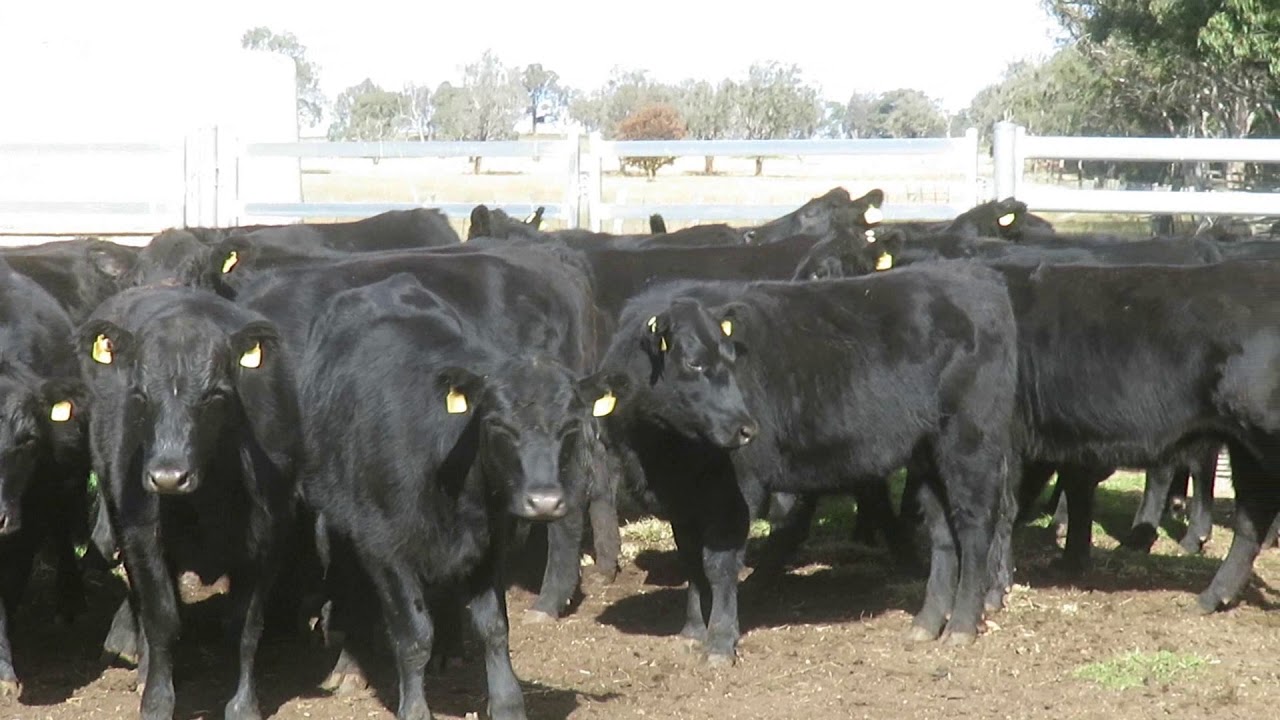 Bower Angus - YouTube