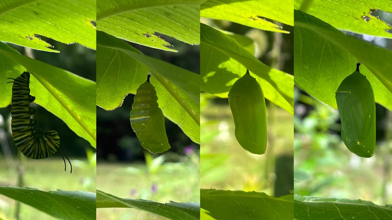 Monarch Caterpillar J Hook To Chrysalis - YouTube