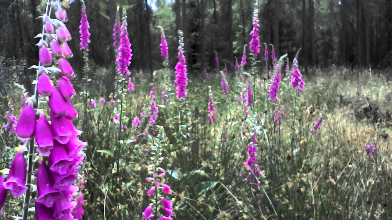 Wild Foxgloves - YouTube