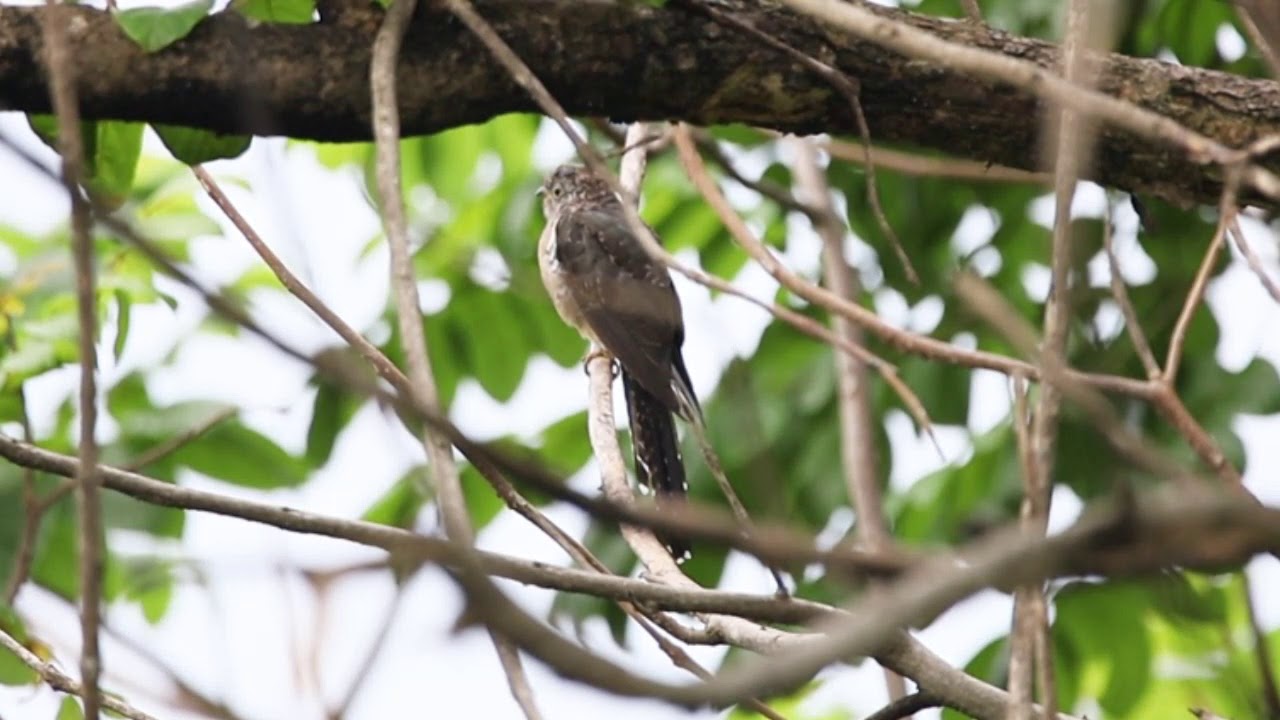 Rusty-breasted Cuckoo - YouTube