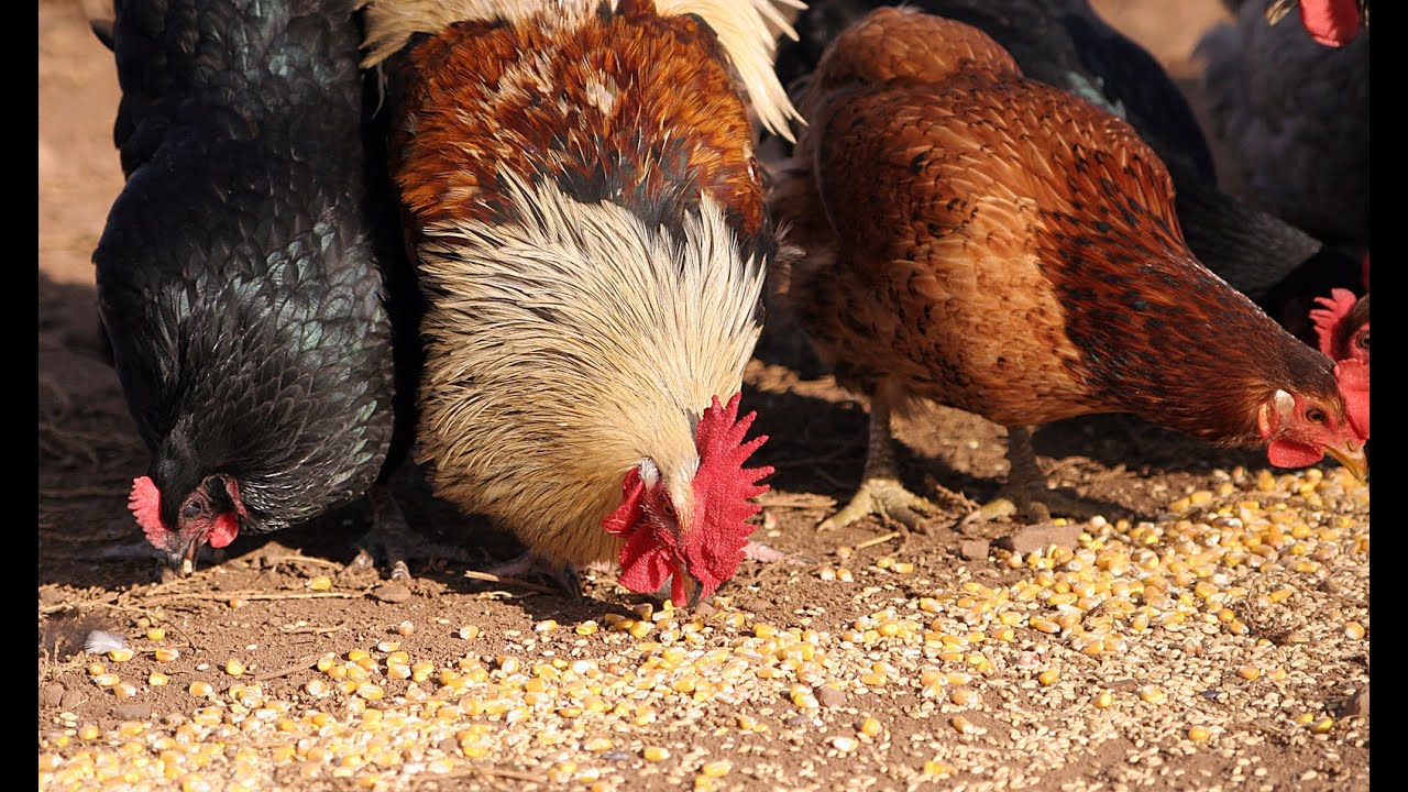 How to eat hen? by DBStv - YouTube