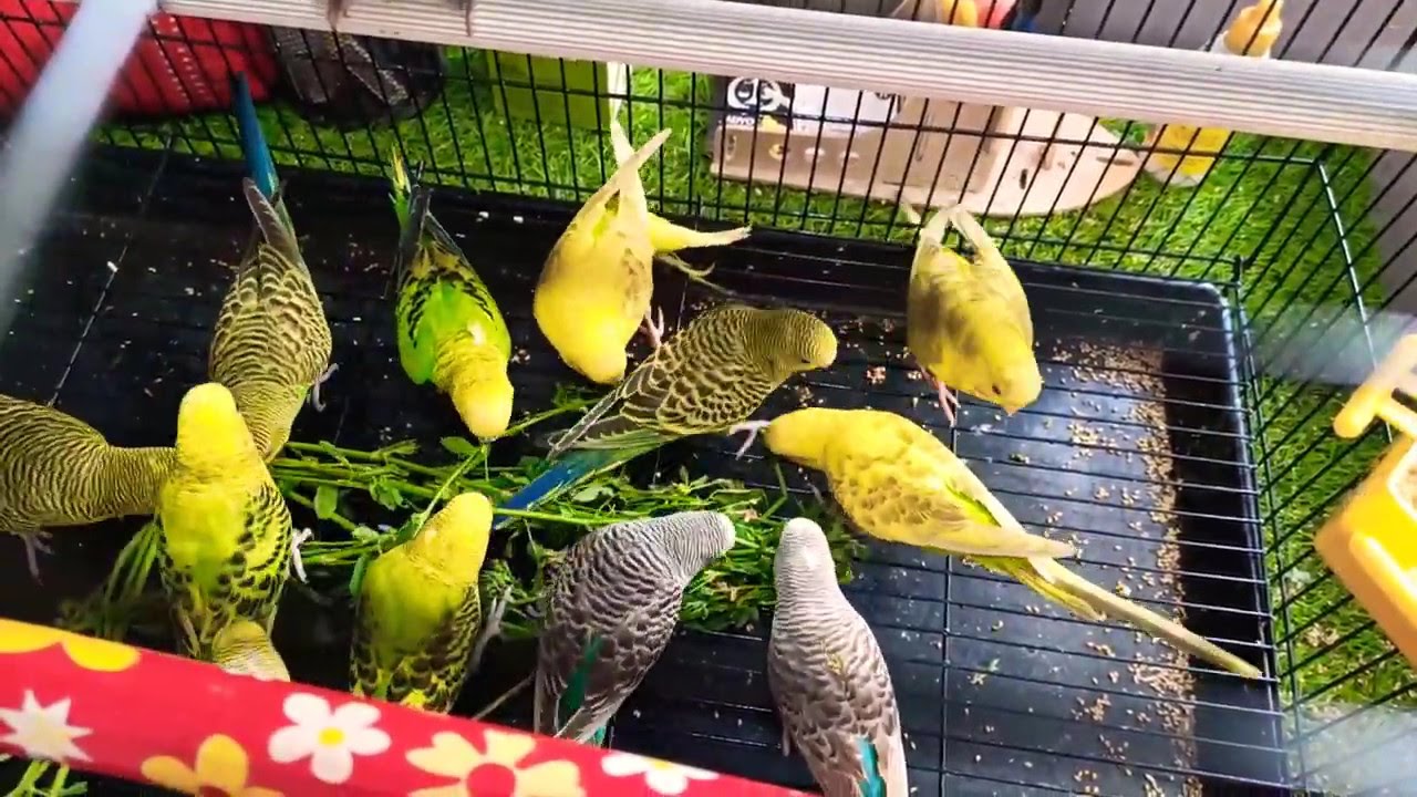 Bagri Birds sweet voice - YouTube