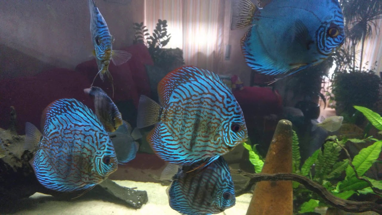 Peces disco turquesa adultos - YouTube