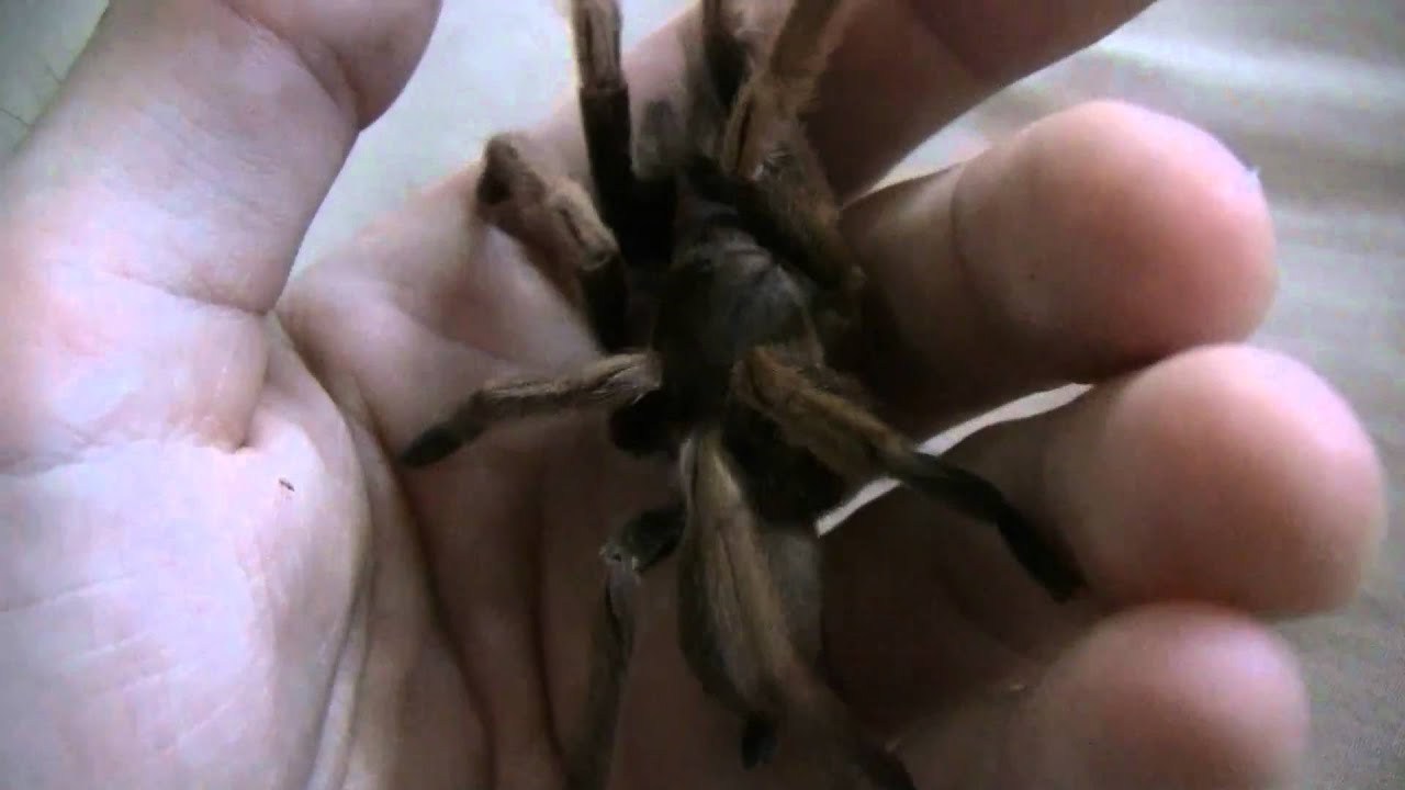 Phlogius Goliath - 100mm Mature Male Handling - YouTube