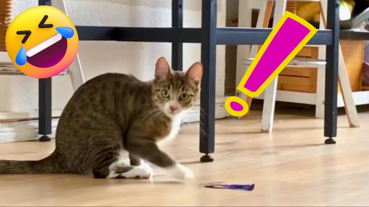 Funny CRAZY CAT Having FUN😹 - YouTube
