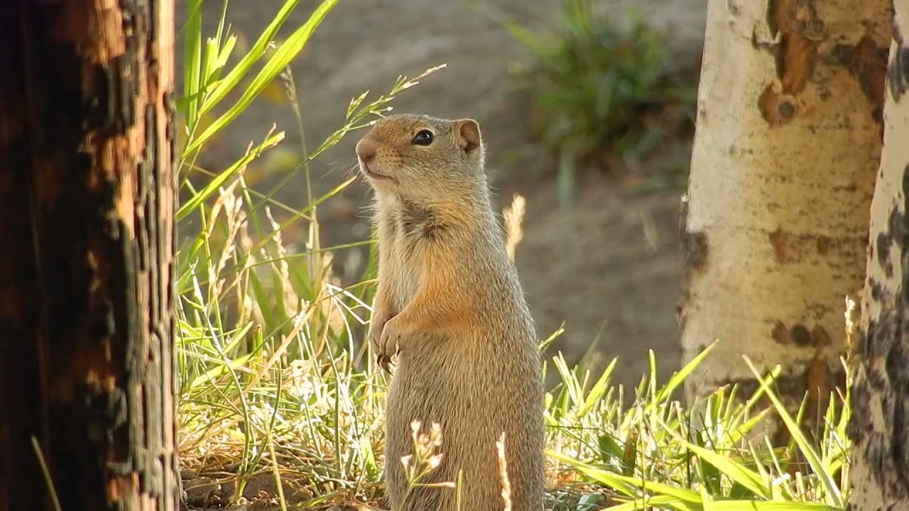 Ground Squirrel calling - YouTube