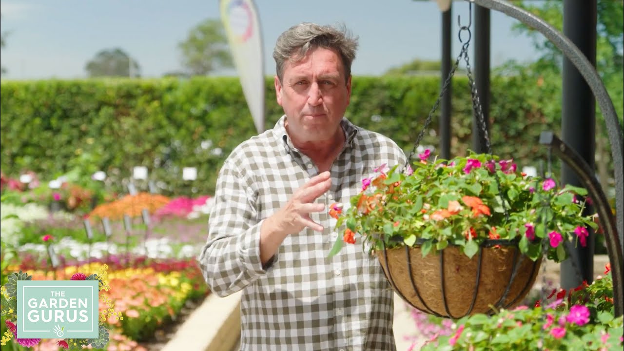 The Garden Gurus - Beacon Impatiens and Osteopermums - YouTube