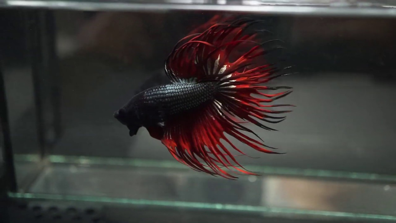 Black And Red Betta Fish