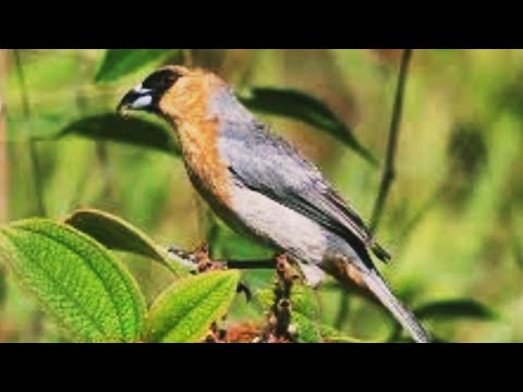 Canto Do Bico De Veludo (Schistochlamys ruficapillus)