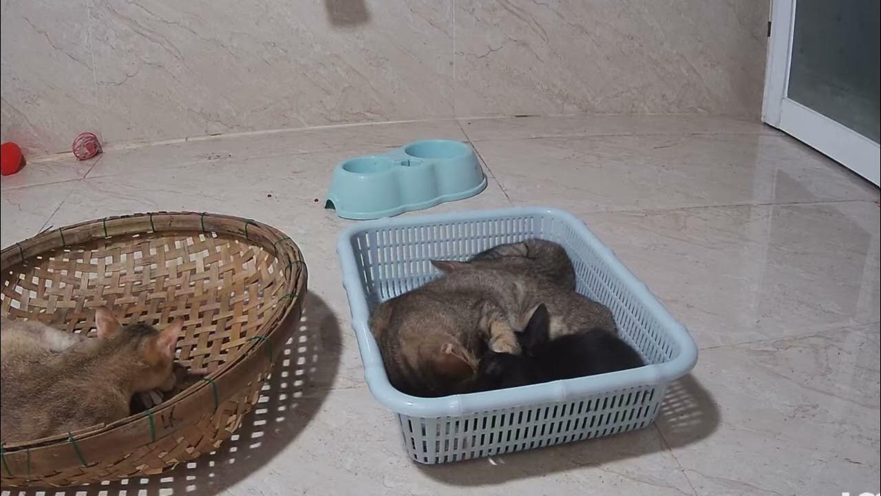 The cats are in a deep sleep😺😹 - YouTube