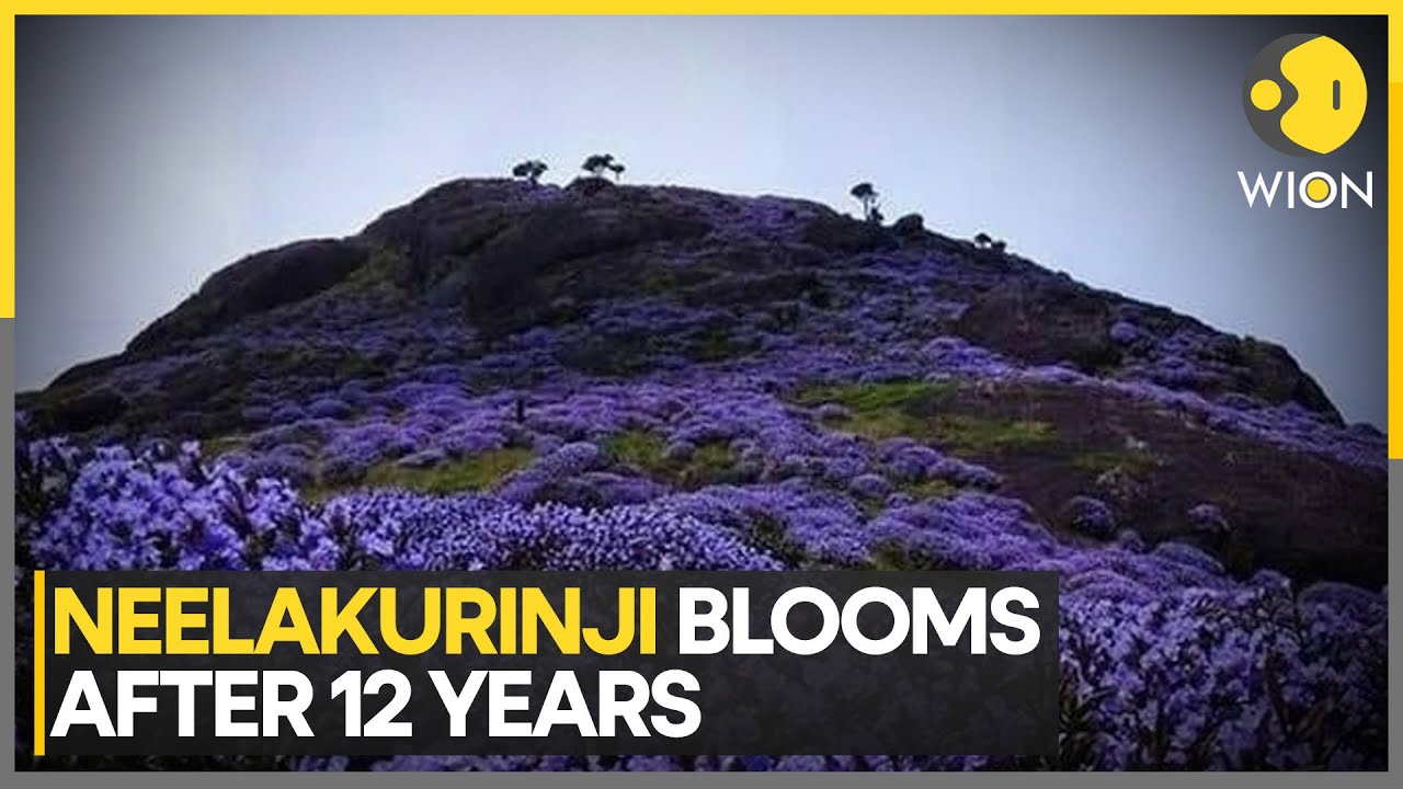 Neelakurinji Blossoms Again After 12 Years; Nilgiris Sees Huge Flow Of ...