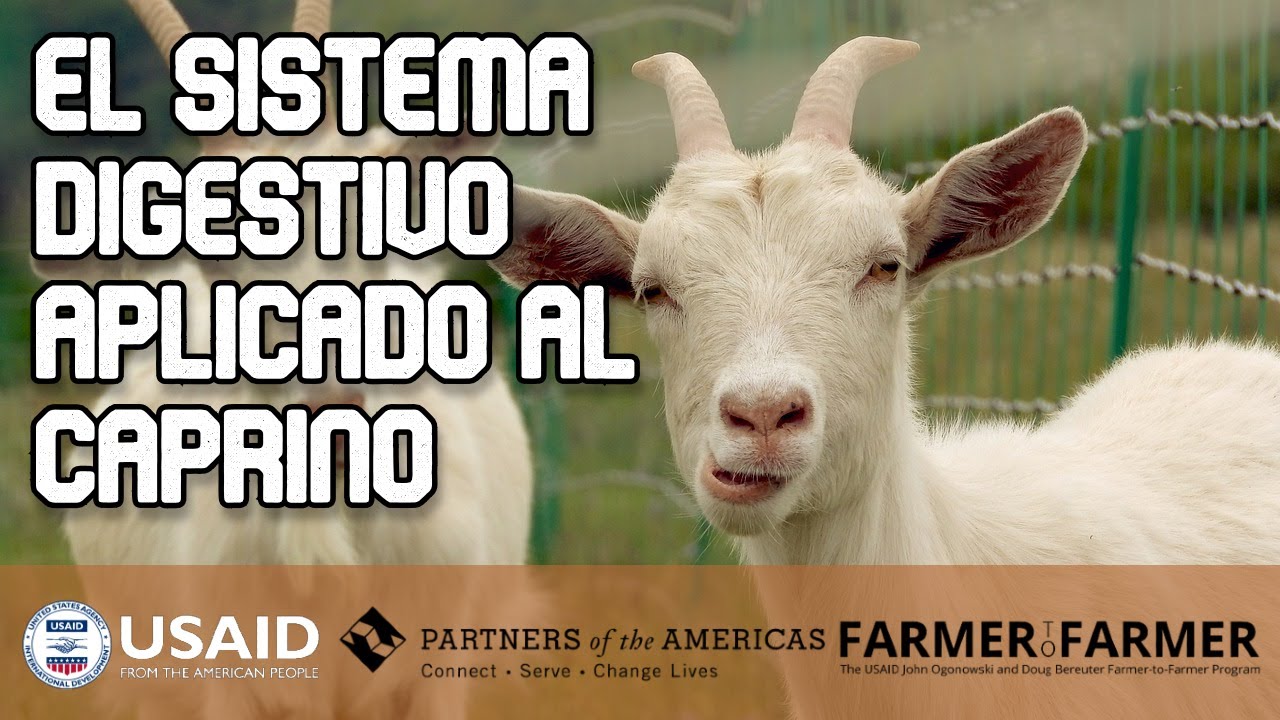 El Sistema Digestivo Aplicado al Caprino - YouTube