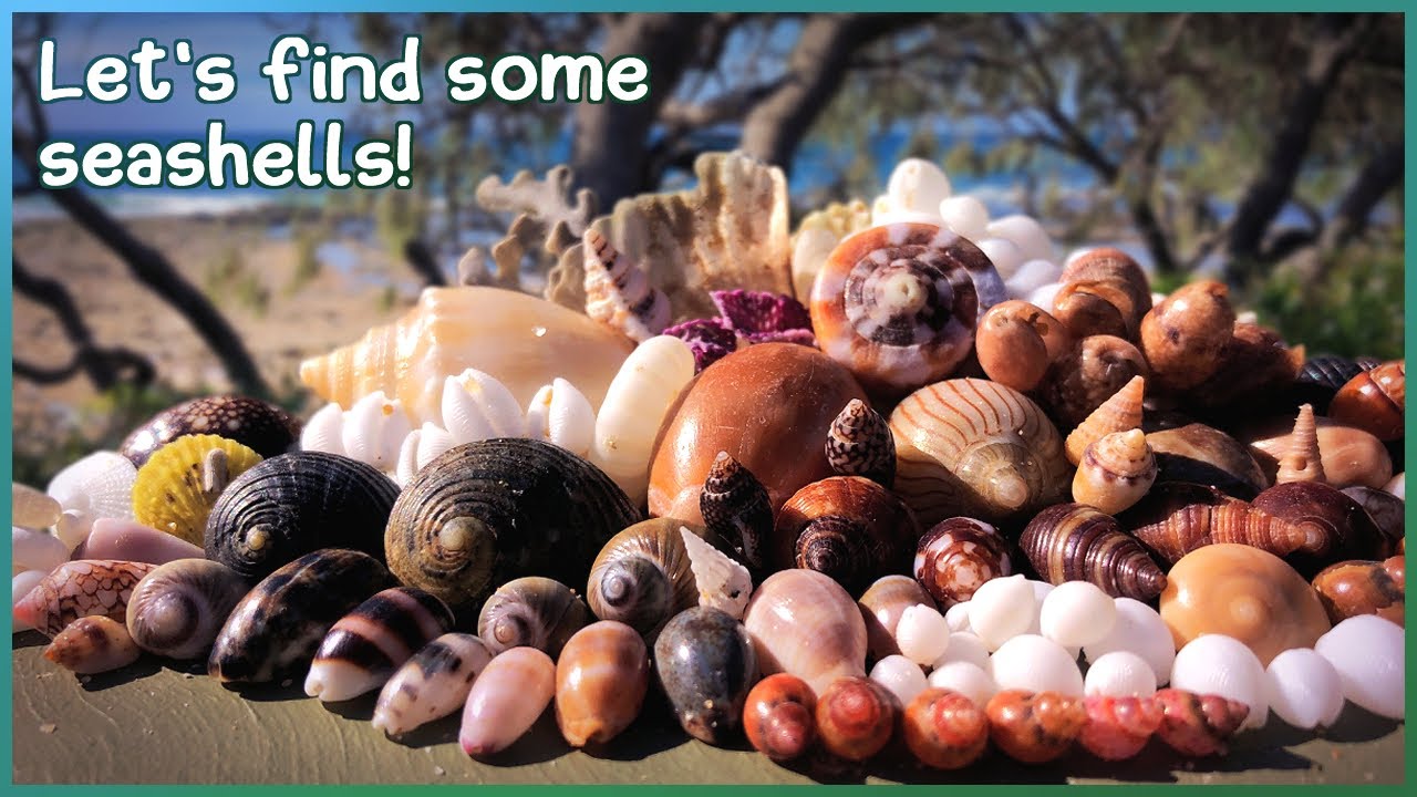 Finding Seashells on the Sand | Tiny Textile Cone & Low Tide Limpets # ...