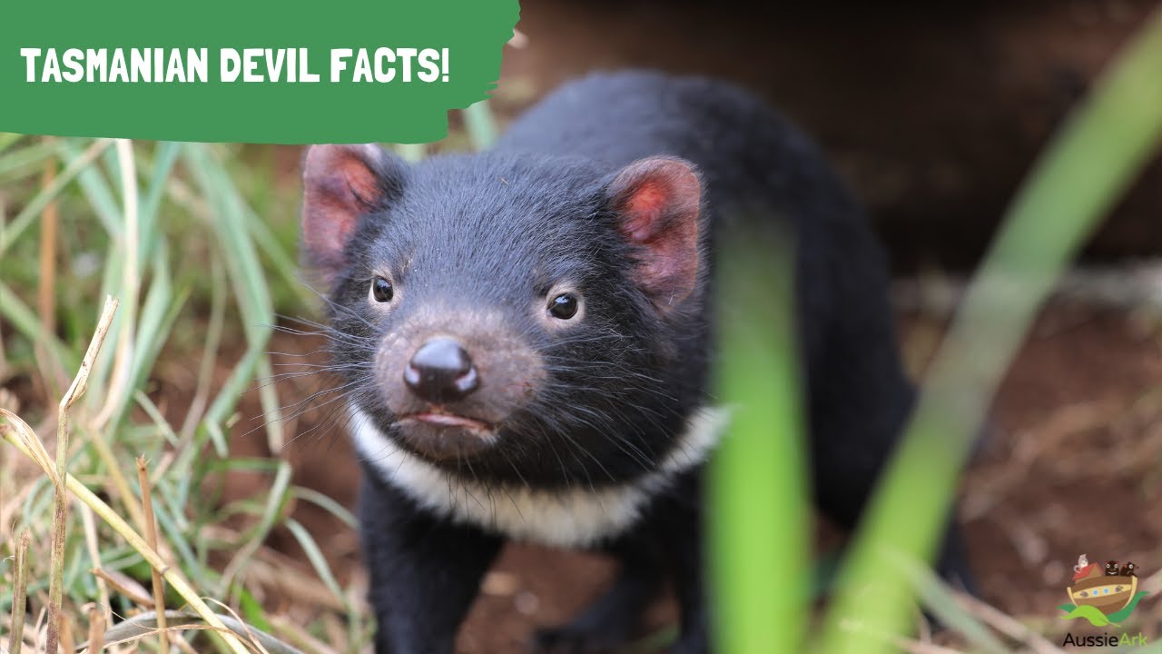 Tasmanian Devil facts! - YouTube