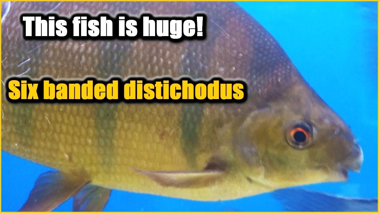 THE BIGGEST FISH OF ITS KIND TO BE SEEN IN A AQAURIUM. THE SIX BANDED ...