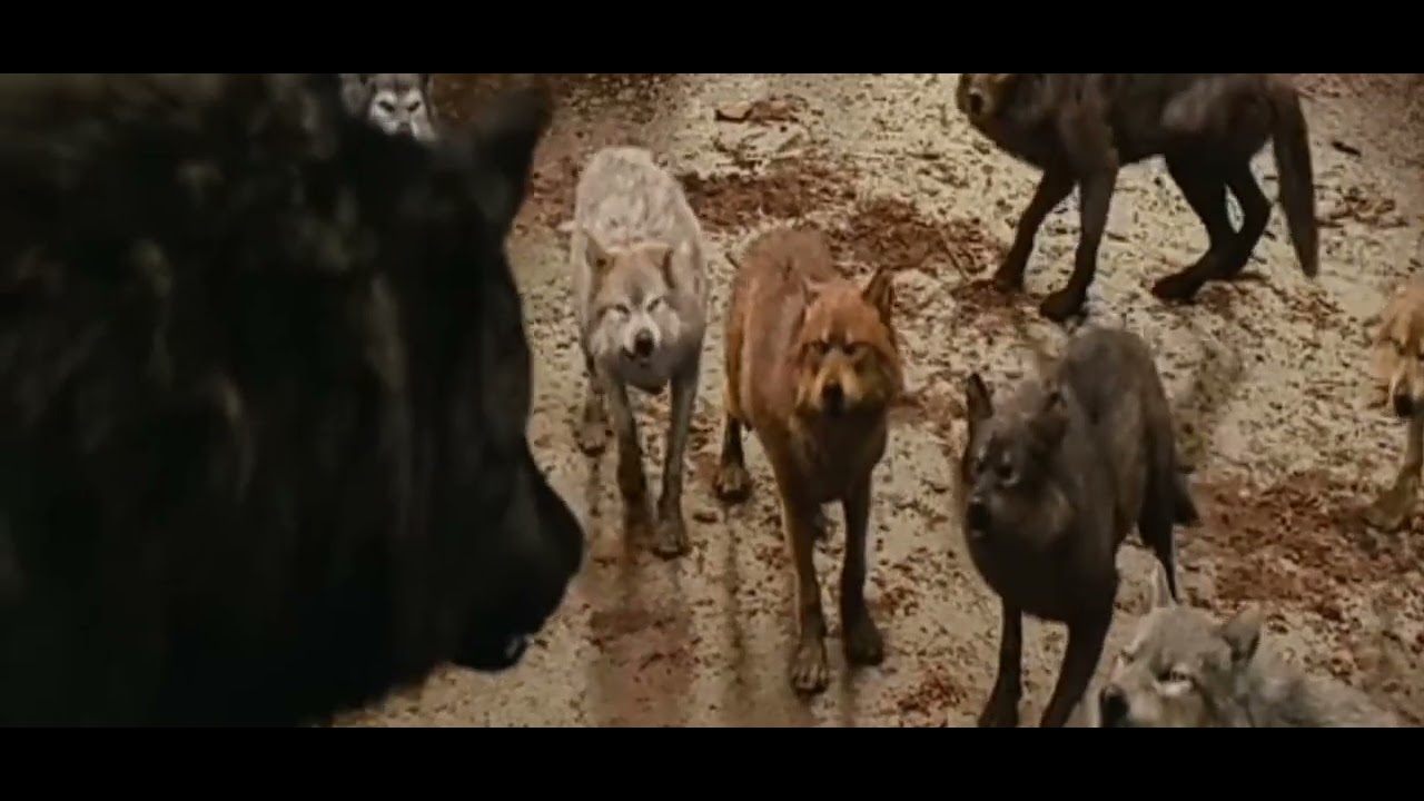 Leah Wolves Edit 🐺💖 - YouTube