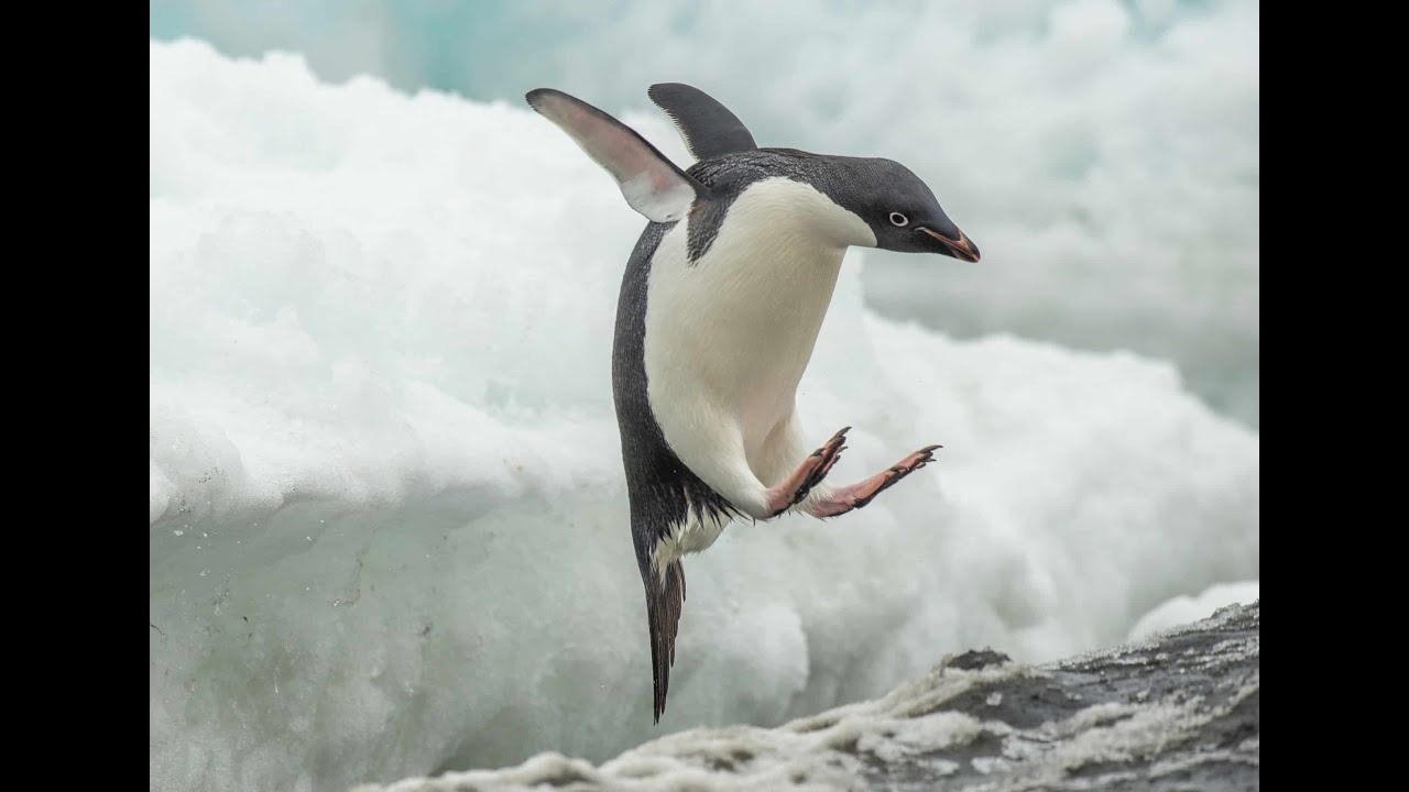 Chaos in MN and the Flight of the Penguin - YouTube
