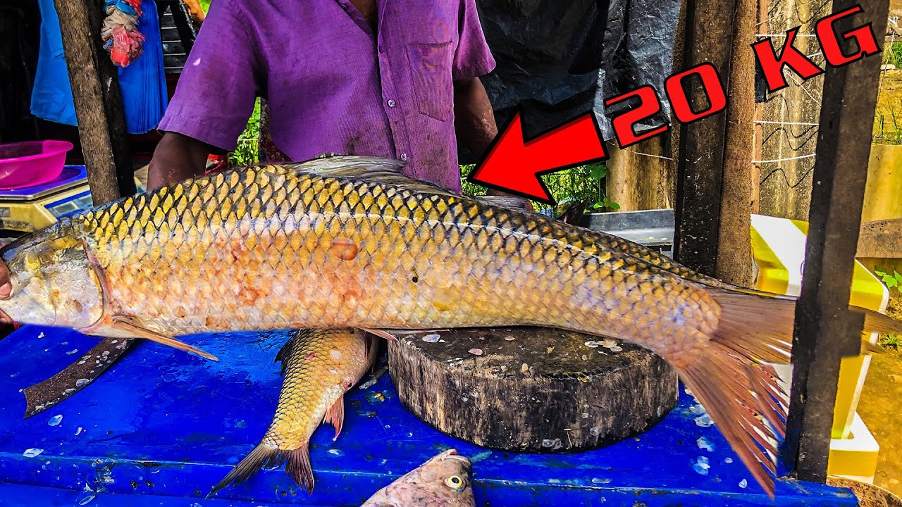 Mastering the Art of Cutting Mirigal Fish: A Step-by-Step Guide for ...