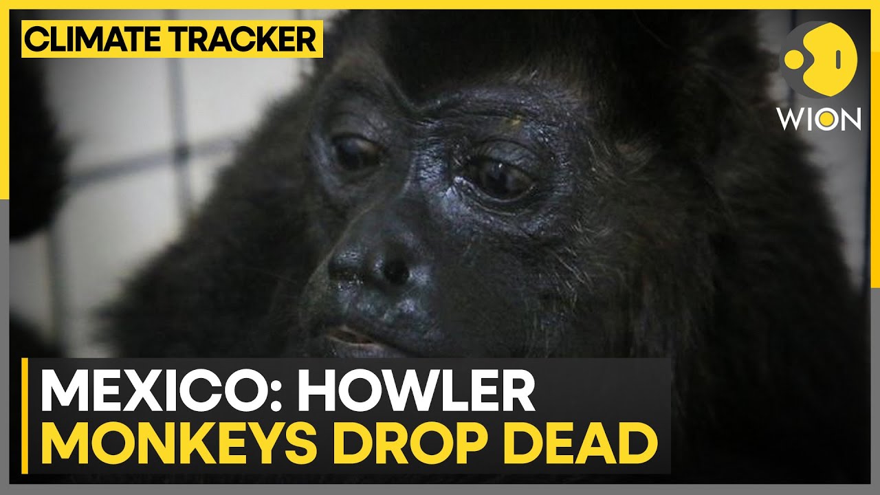 Mexico: Howler monkeys drop dead, Local media reports up to 85 deaths ...