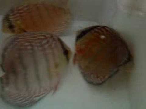 News Discus direct from Santarem - export wild Discus - YouTube