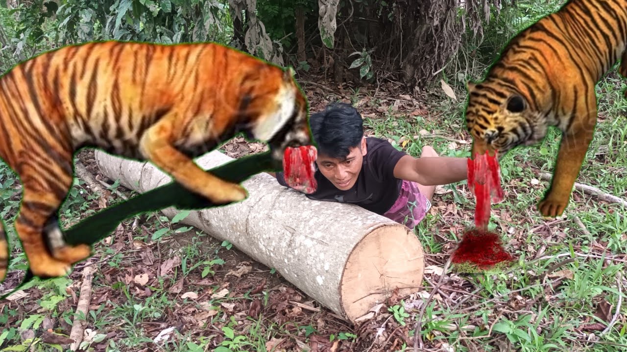 Tiger attack the man in forest || wild animals attack || Tiger attack ...