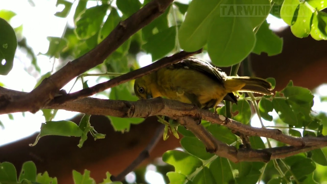 Burung cipoh pinggiran Jakarta - YouTube
