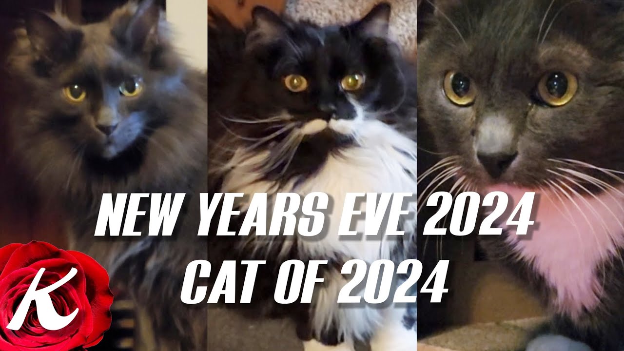 NEW YEARS EVE CATS (CAT OF 2024?) TAS CAT x LILA CAT x TIBERIUS THE CAT ...