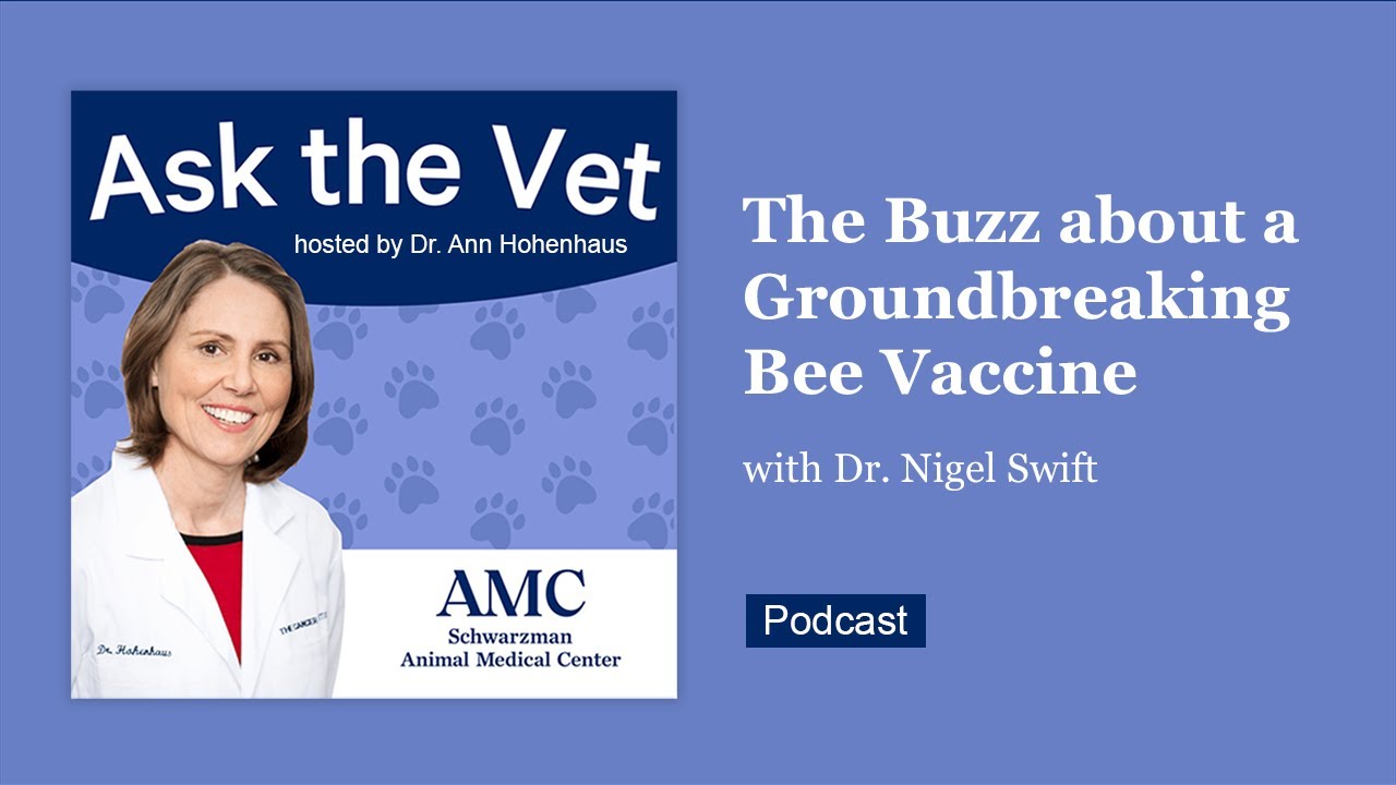 Ask the Vet: The Buzz about a Groundbreaking Bee Vaccine - YouTube