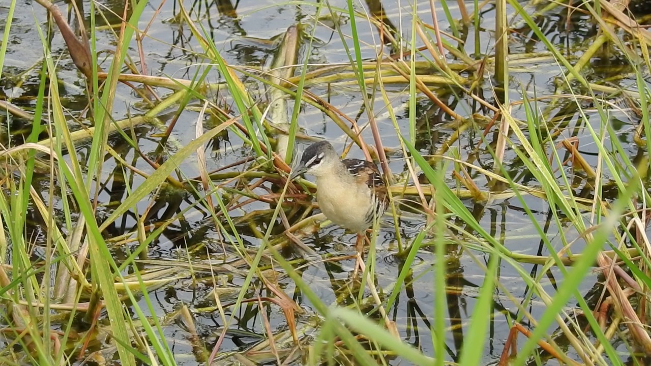 Yellow-breasted Crake Honduras. - YouTube