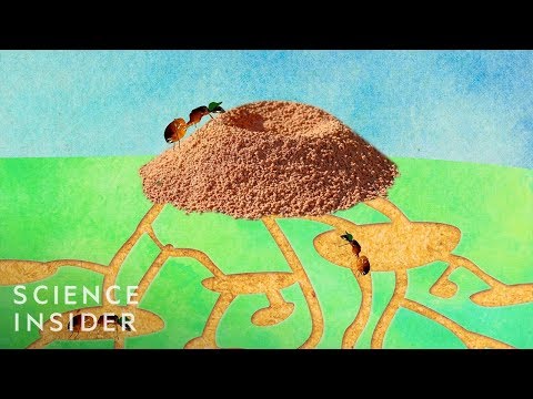 Where Do Ants Build Colonies