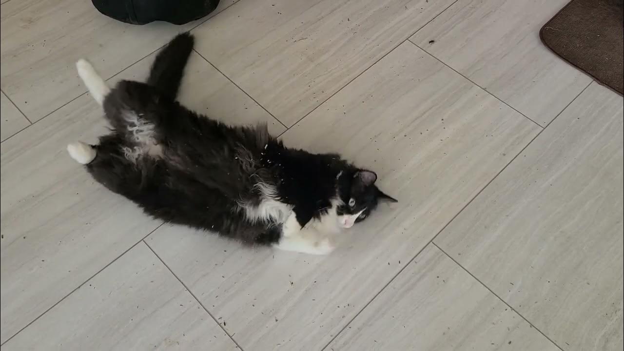 Uncle Joker Fuzzard feeling euphoric rolling around in Catnip lol - YouTube