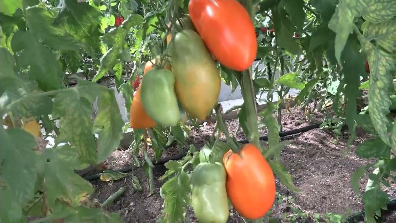 Томат Минусинские стаканы оранжевые (Королевский сад Ильи Королева ...