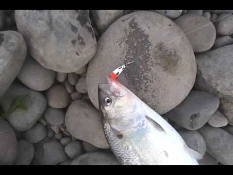 Shad fishing Oregon city - YouTube