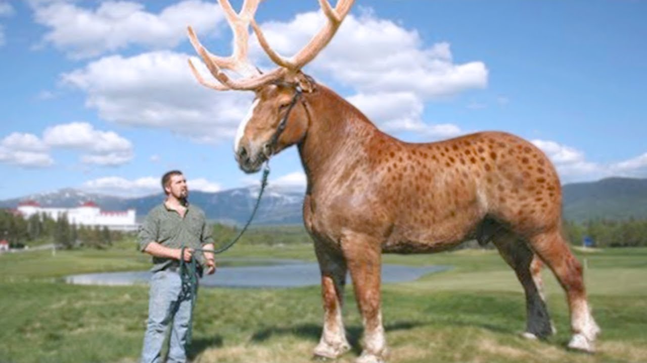 10 Rarest Cross Breed Animals In The World - YouTube