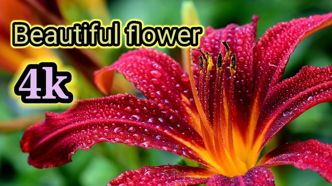 Beautiful Flower collection in hd 4k video - YouTube