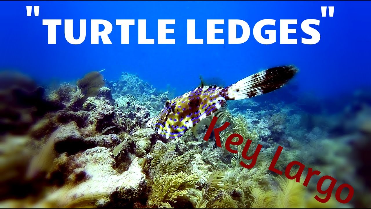Diving the Turtle Ledges, Key Largo, Florida / Buceo en "Turtle Ledges ...