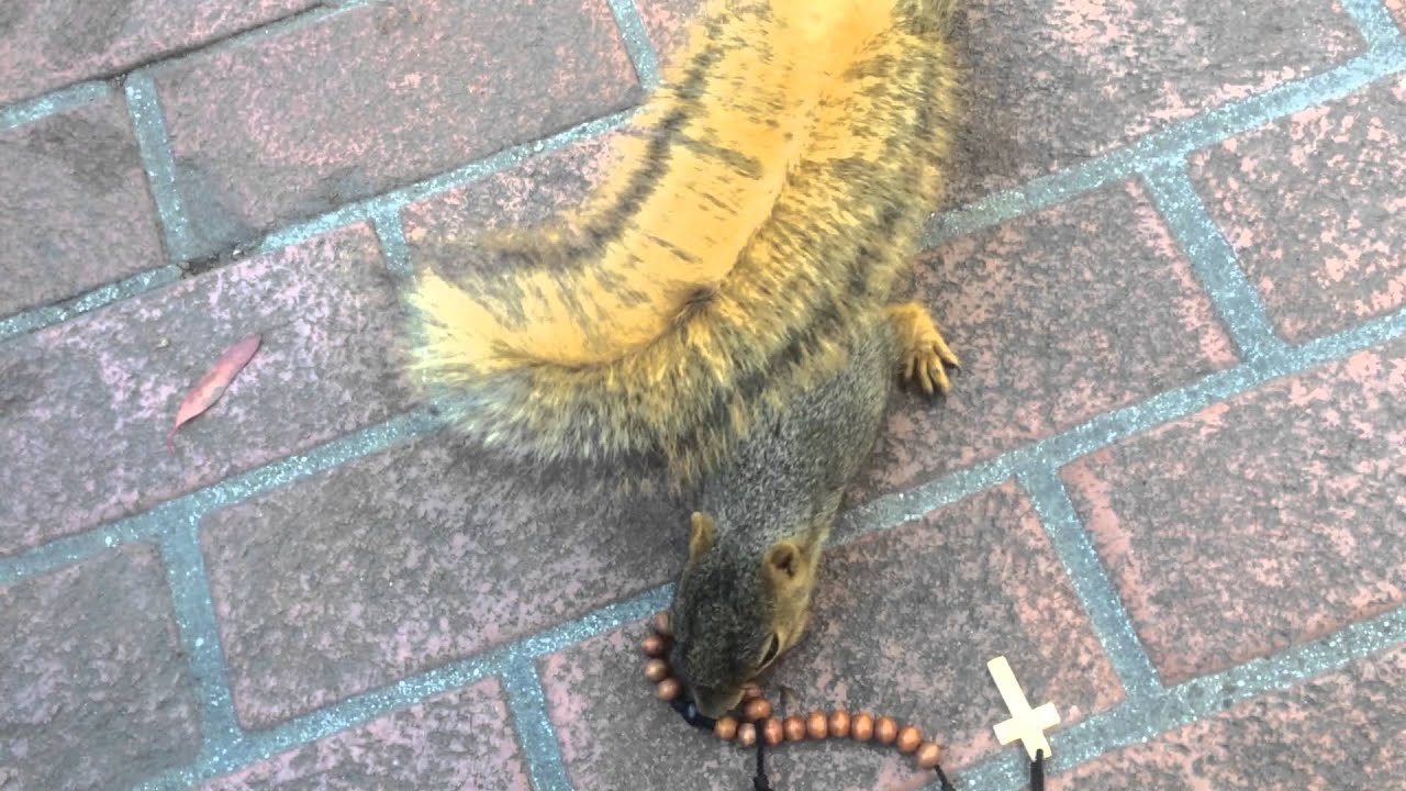 Squirrel Praying (Preying) Rosary - YouTube