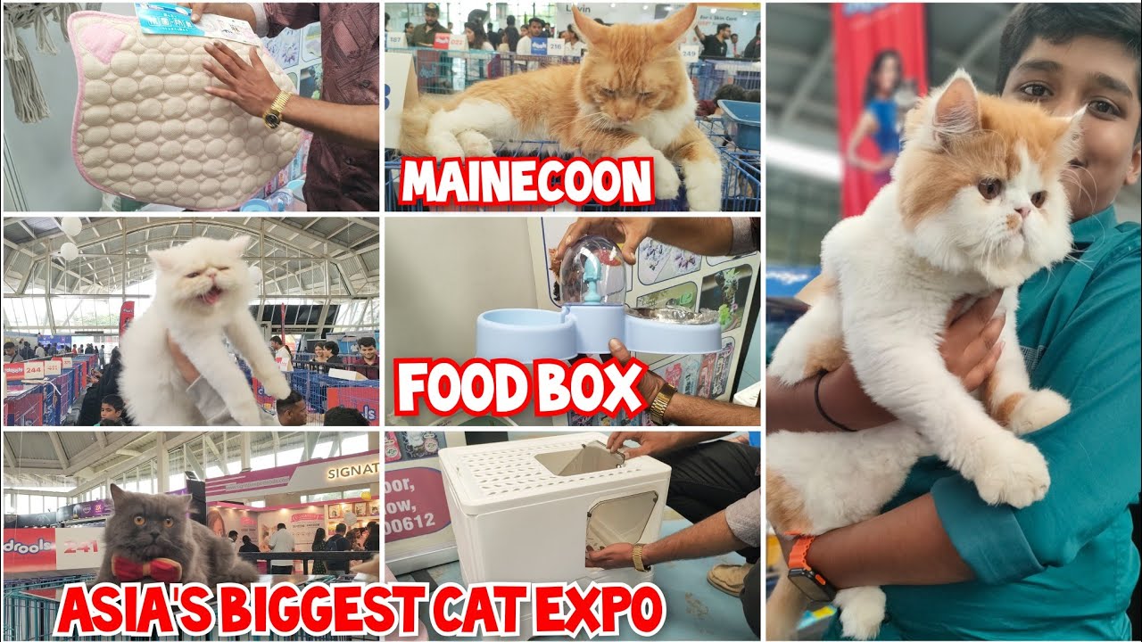 Asia's Biggest Cat Expo in Vashi | MaineCoon | Bengal Cats | Drools and ...