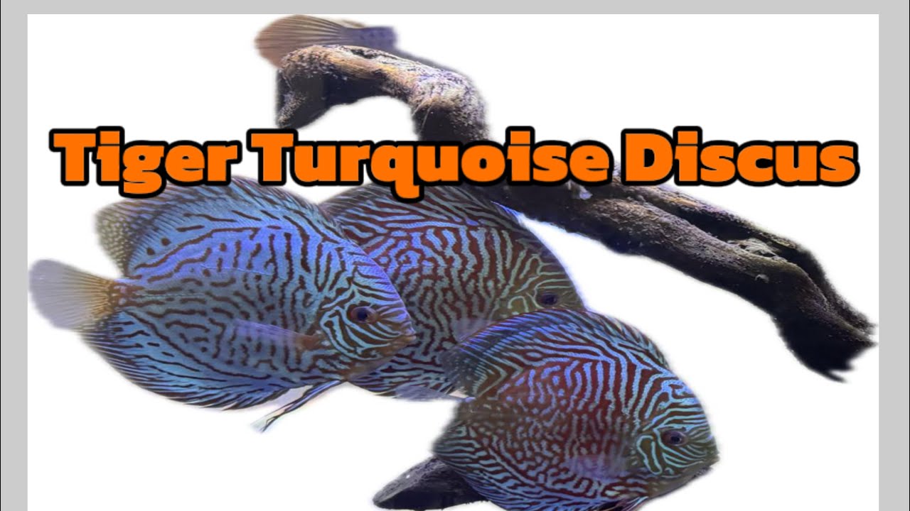 Tiger Turquoise Discus # Exotic Fish # The Discus Planet # Abu Dhabi ...