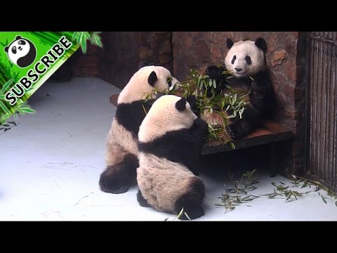 【Panda Top3】Who is the boss of the three pandas? - YouTube