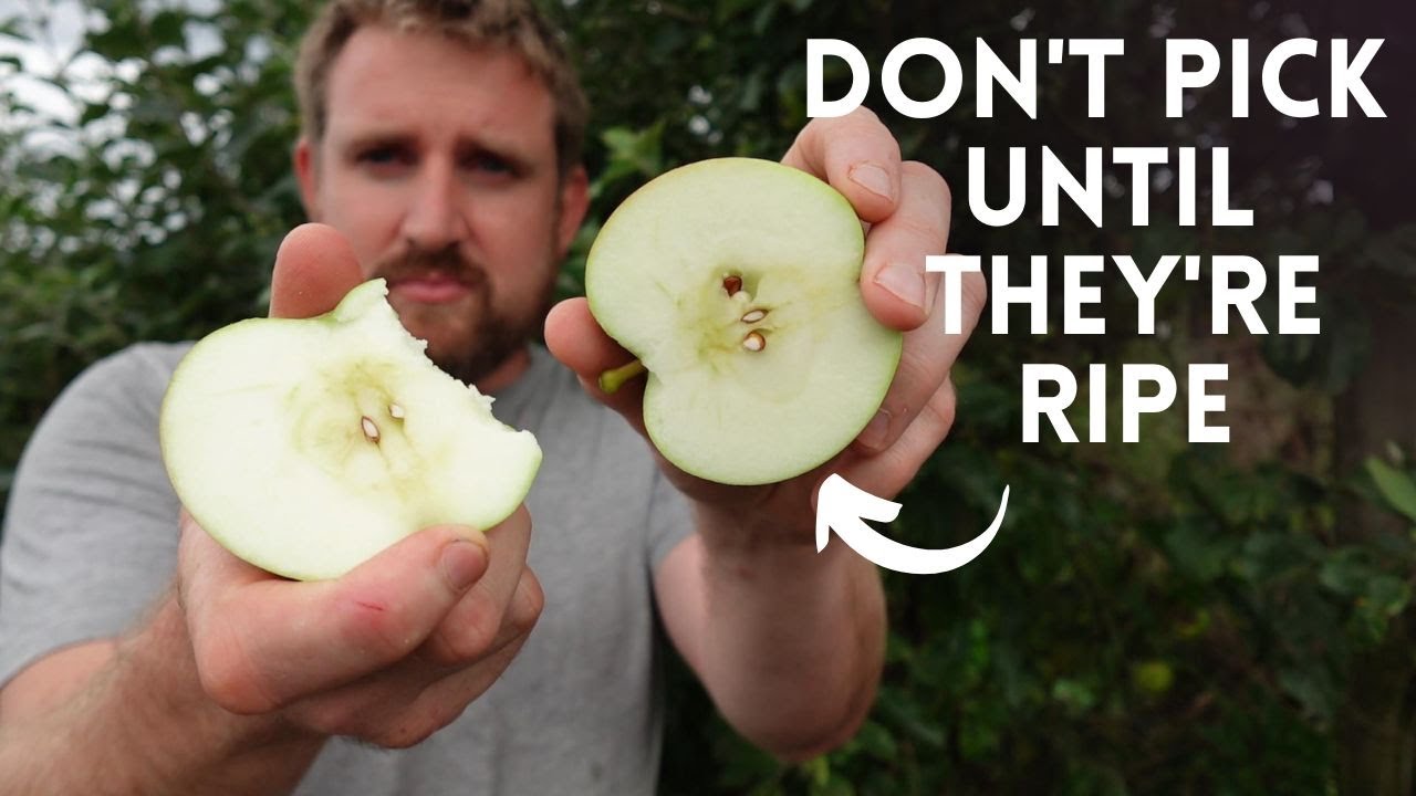 How To Check Your Apples Are Ripe - Get The Most From Your Own ...